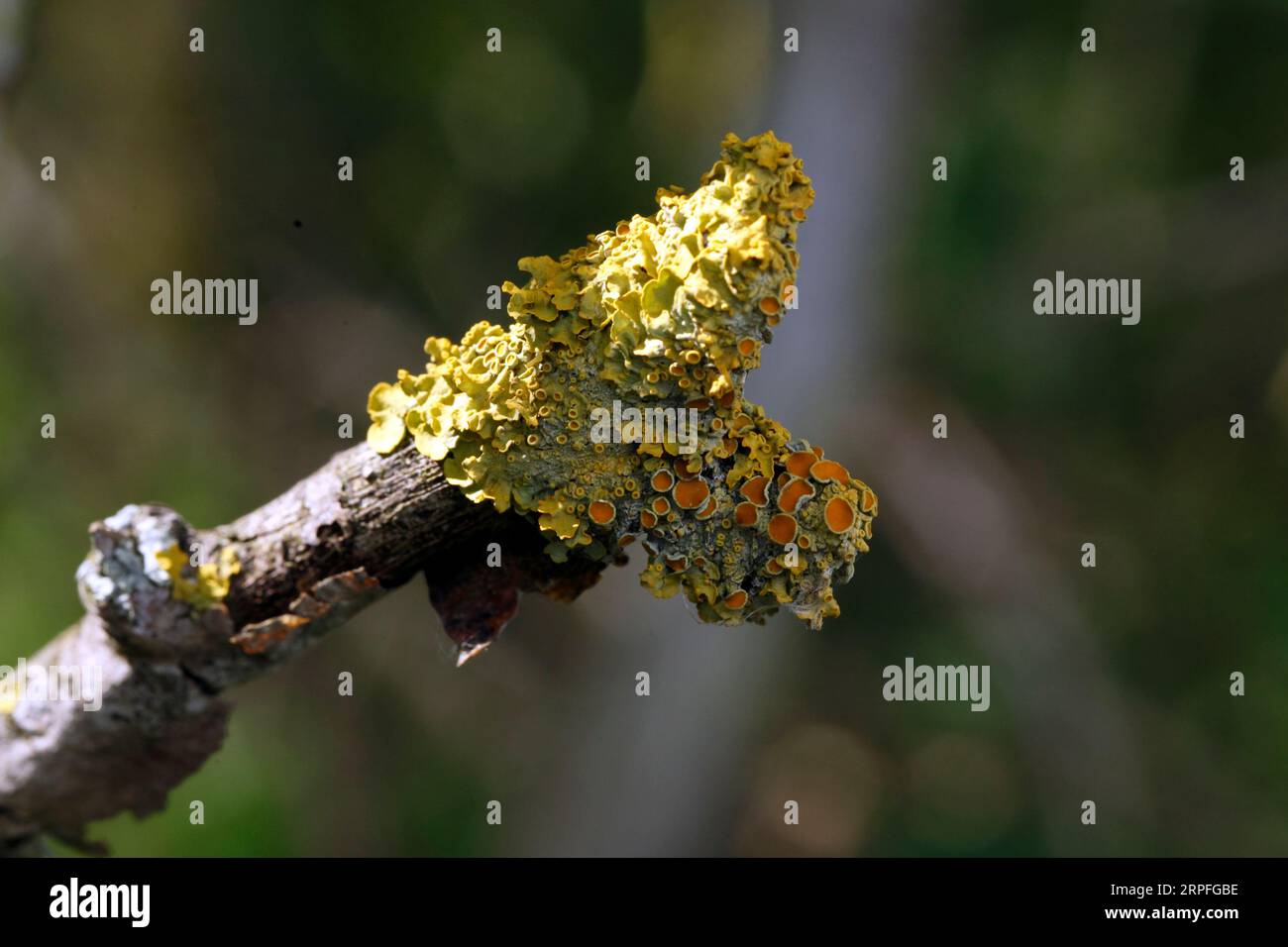 Xanthoria parietina. Common. Also known as common orange lichen, yellow ...