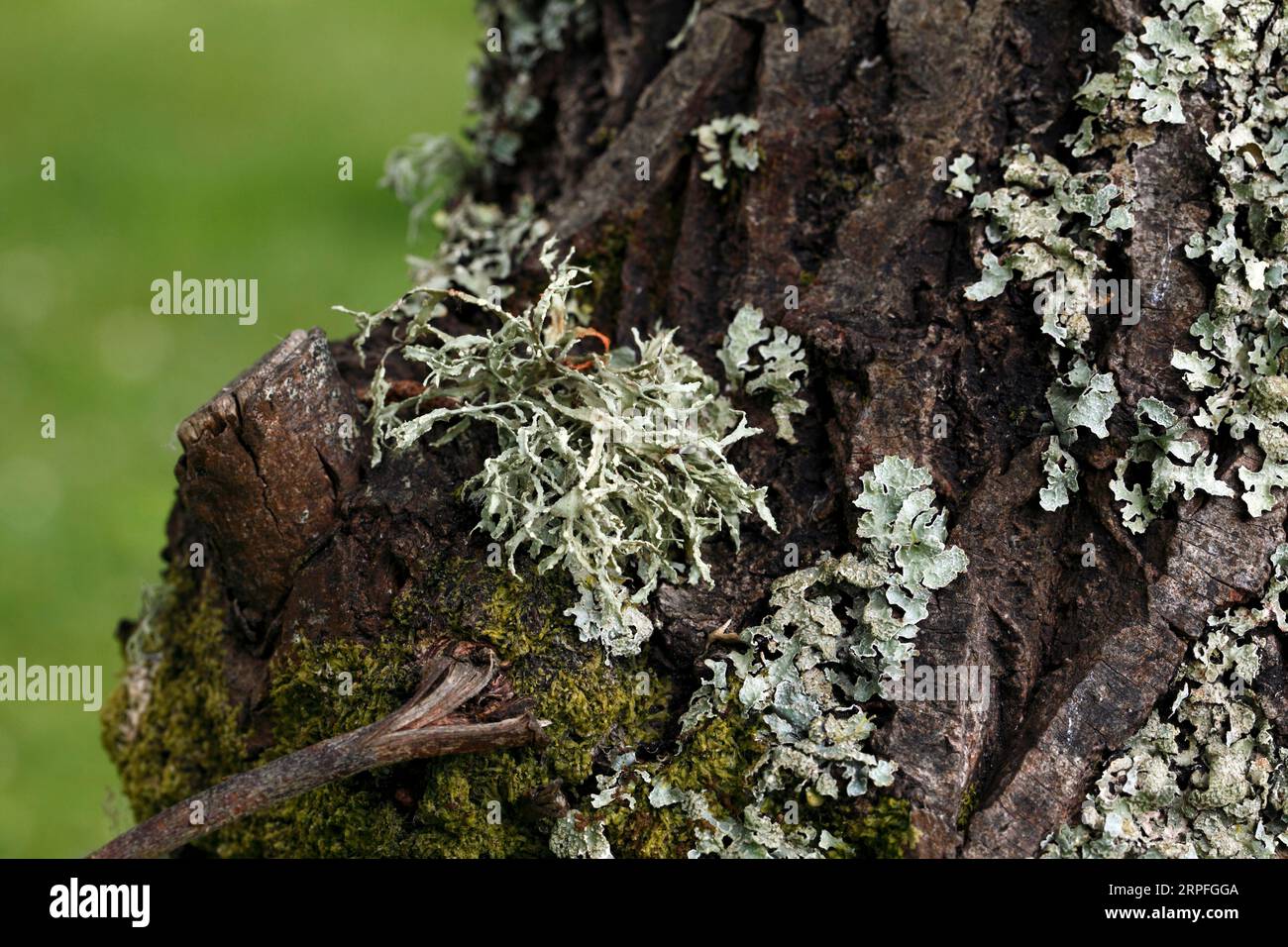 Mixed lichen collection on tree bark, including Ramalina farinacea ...