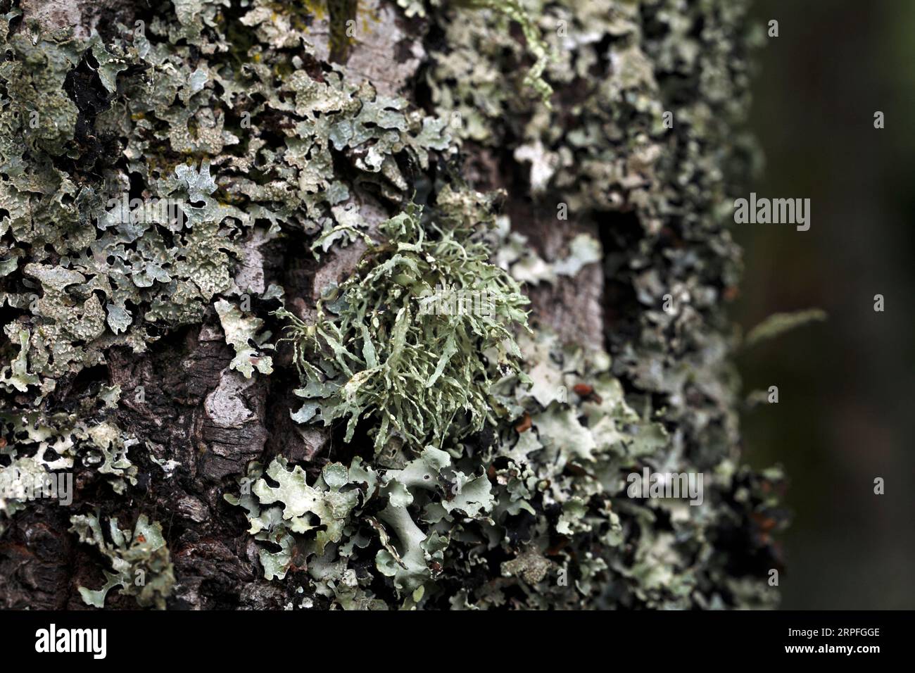 Mixed lichen collection on tree bark, including Ramalina farinacea ...