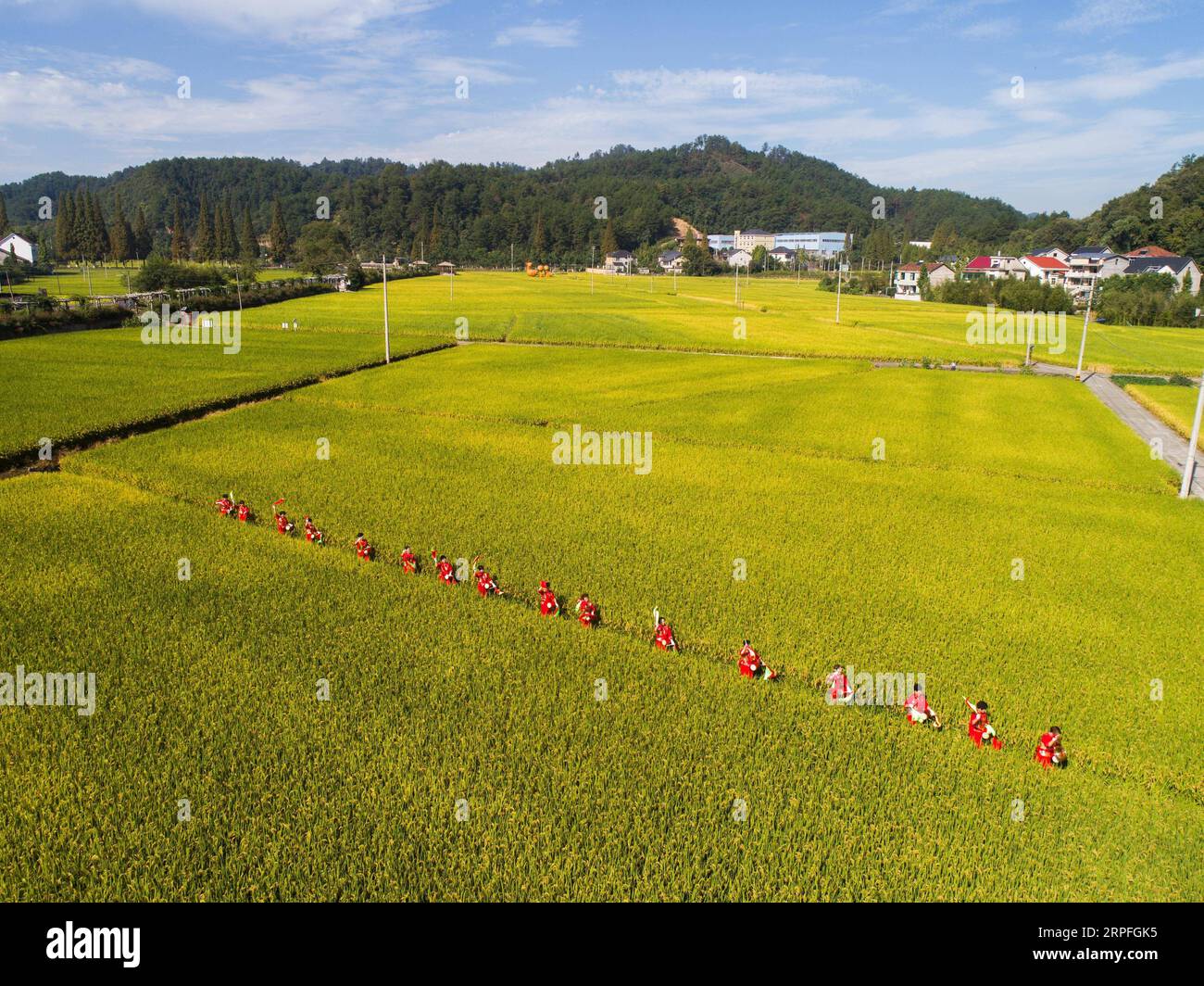 Ecological paddy rice fields hi-res stock photography and images - Alamy