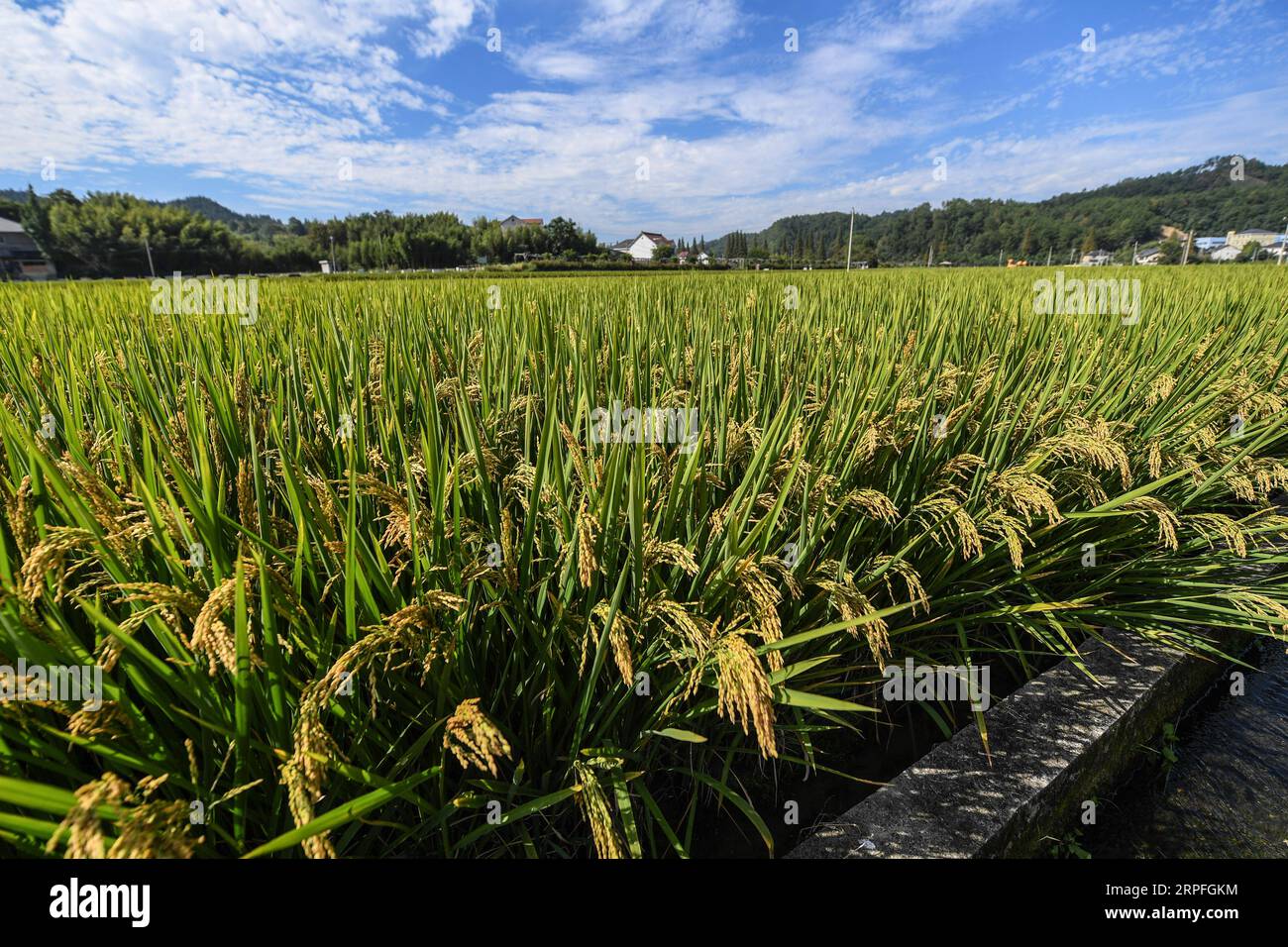 Hectare of rice fields hi-res stock photography and images - Alamy
