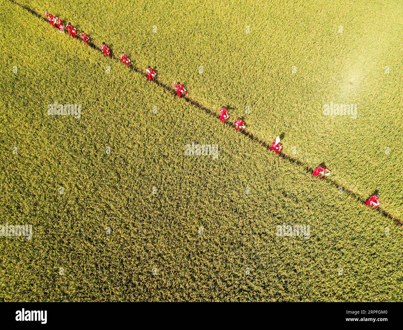 Ecological paddy rice fields hi-res stock photography and images - Alamy