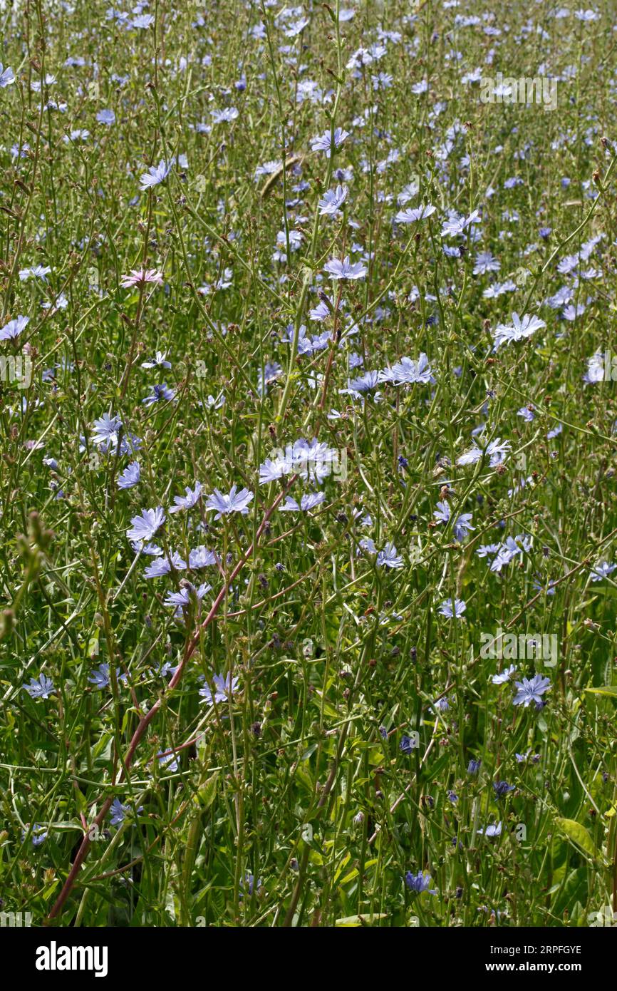 A field of Flax plants as a crop in the Cotswolds. Linum usitatissimum ...