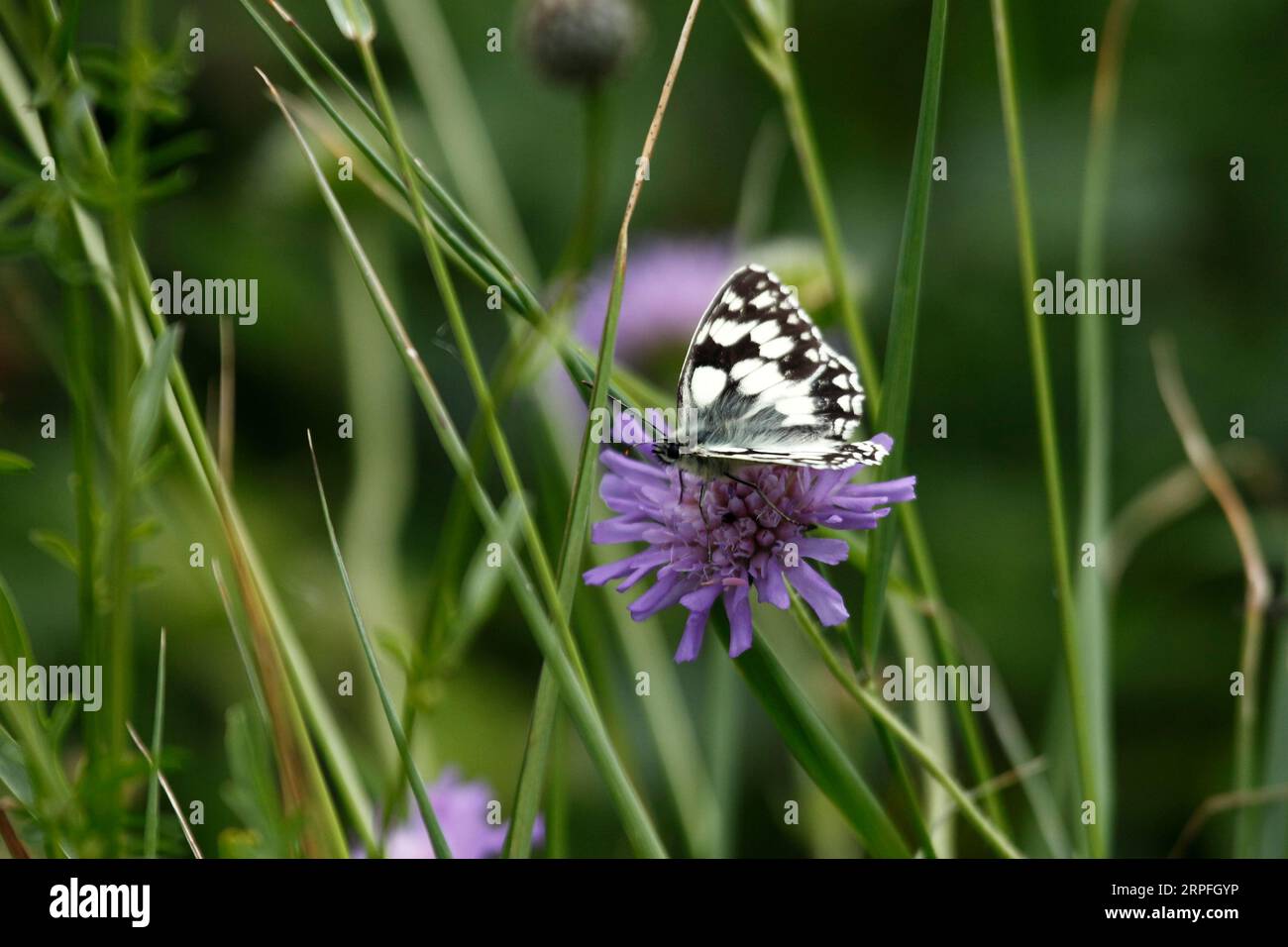 Marbled white Marbled White butterfly on Scabious. Scientific name ...