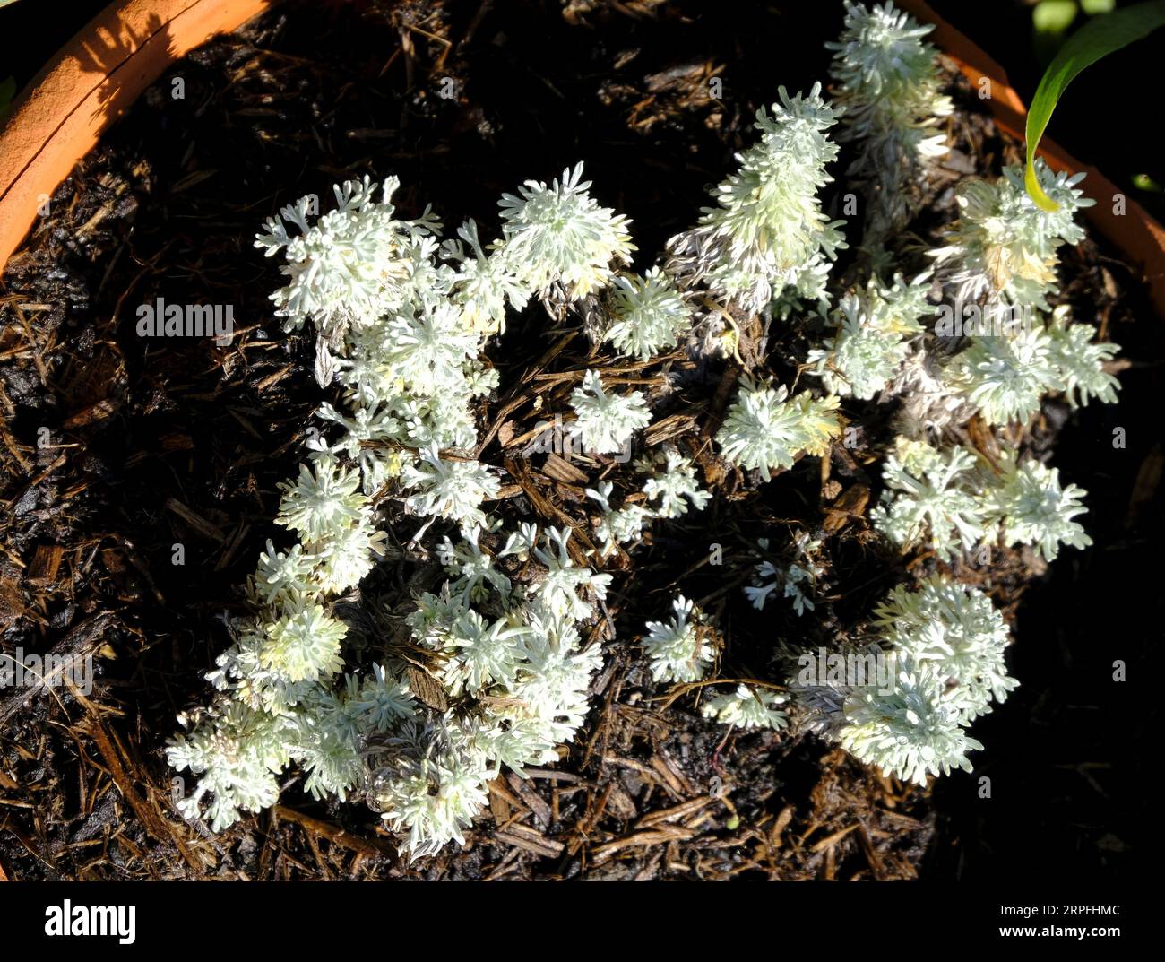 Artemisia schmidtiana 'Nana' growing in terracotta pot n late summer ...