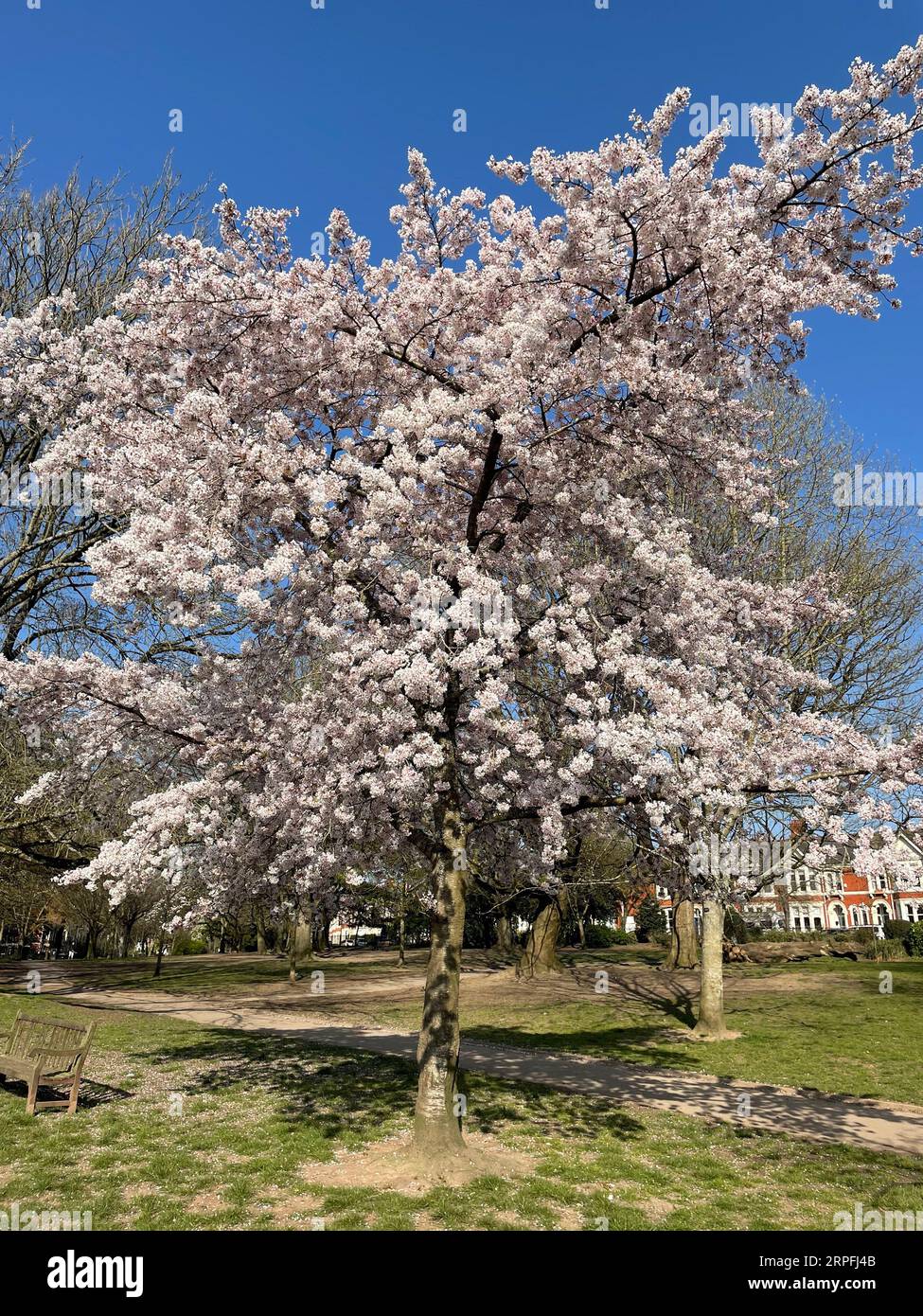 Spring cheery blossom, generic, parkland, arboretum Stock Photo - Alamy