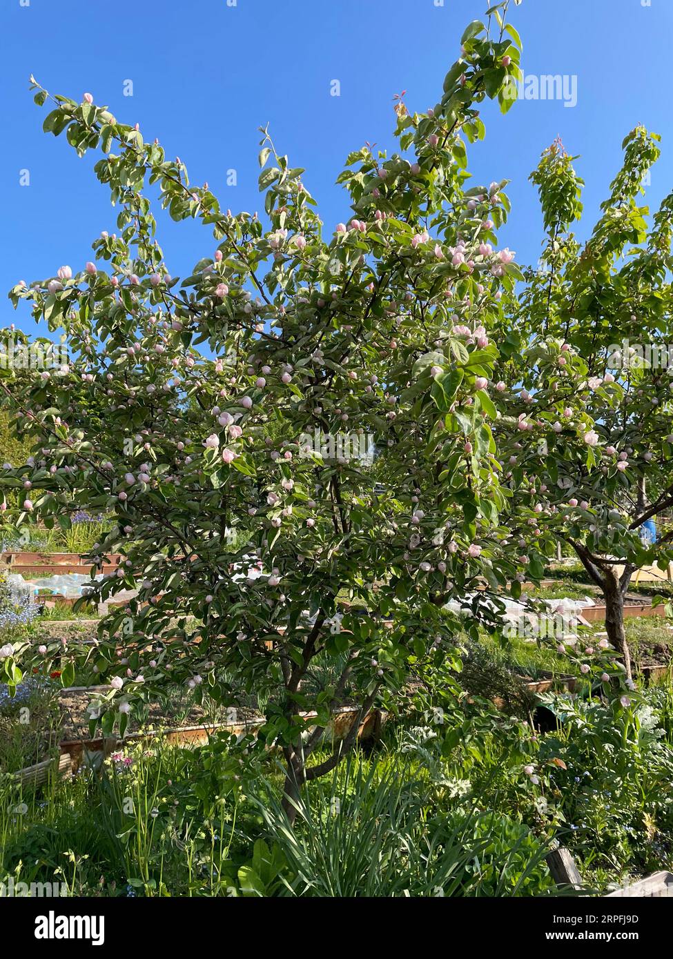 Quince tree flowering. Cydonia oblonga. Serbian Gold variety Stock ...