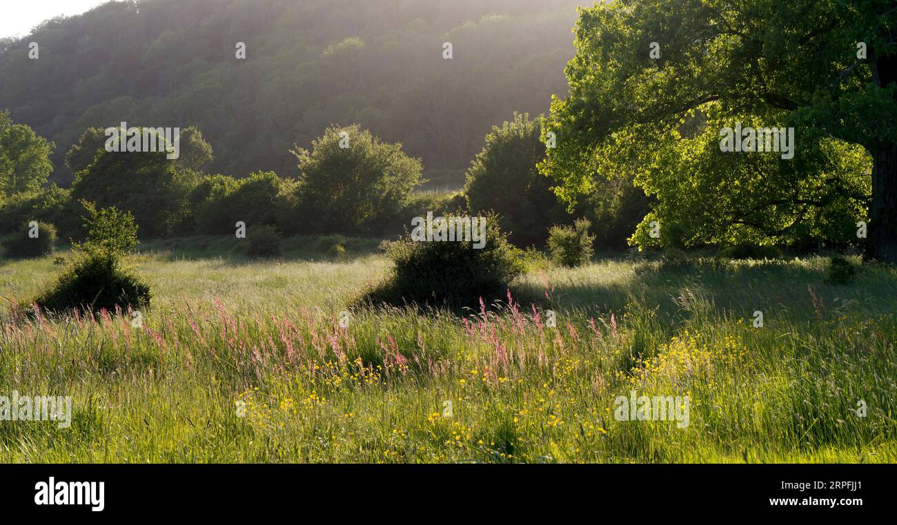 UK, England, Surrey, Surrey Hills Tillingbourne Valley Stock Photo - Alamy