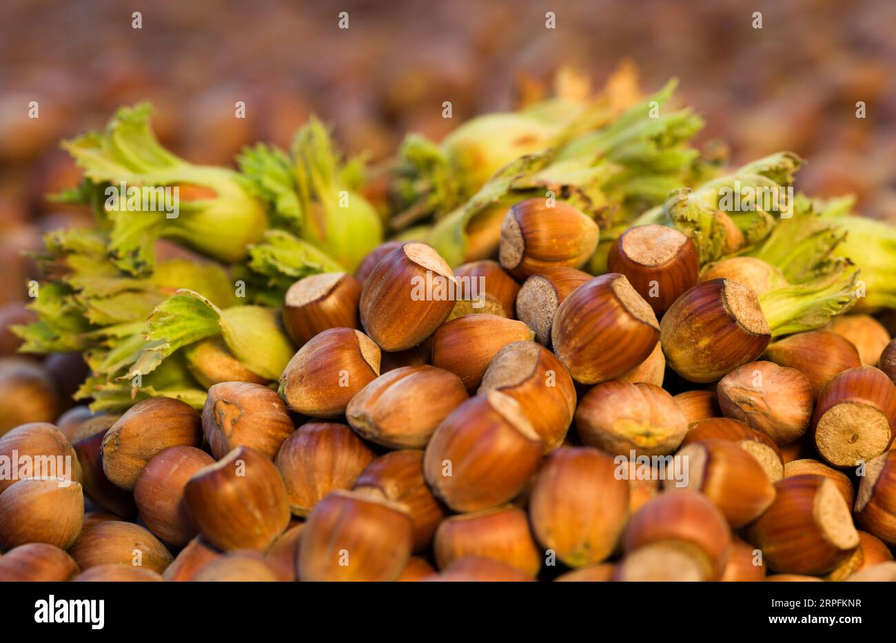 Harvesting shells hi-res stock photography and images - Alamy