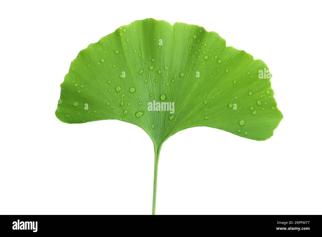 Green ginkgo biloba leaves with water drop isolated on white background ...