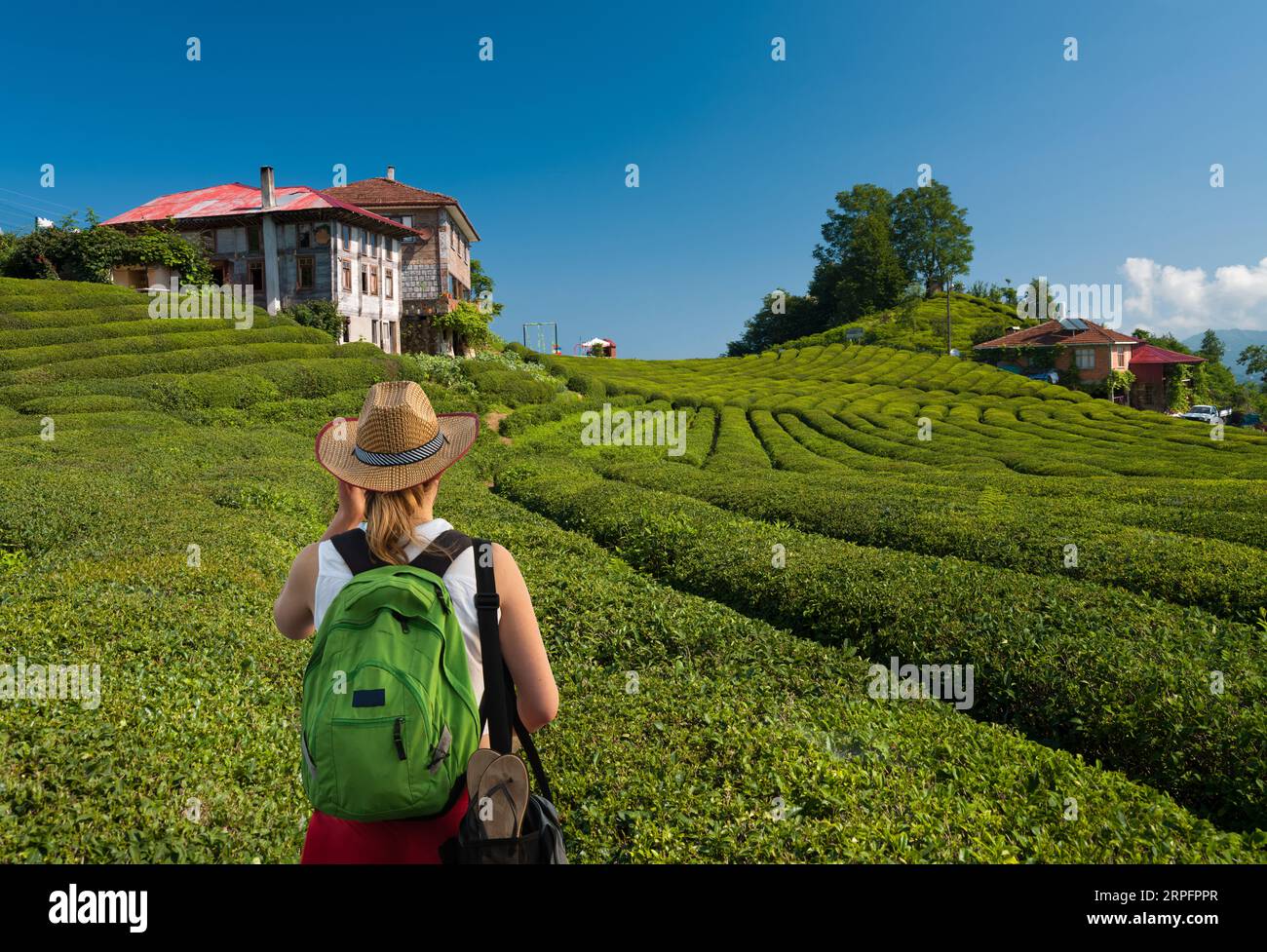 Tourist woman visits Haremtepe (Ceceva village) tea plantations in the ...