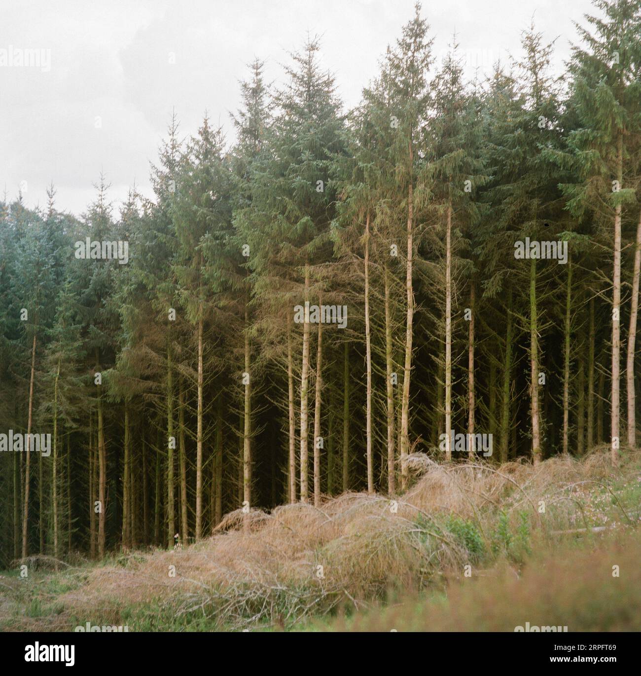 Pine trees , High Bickington, North Devon, England, United Kingdom ...