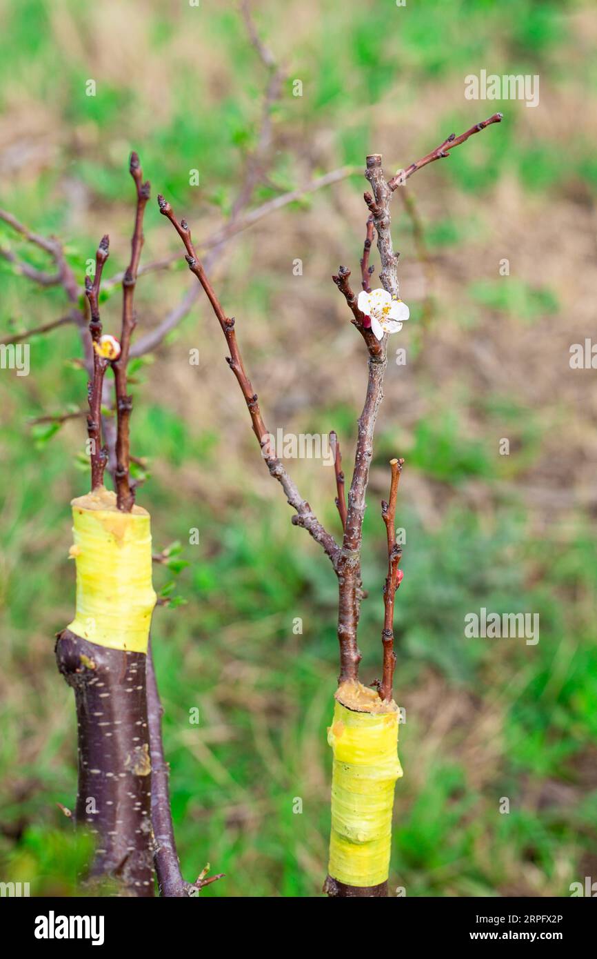 Fruit tree grafting. On the rootstock, a branch of a cultivated tree ...
