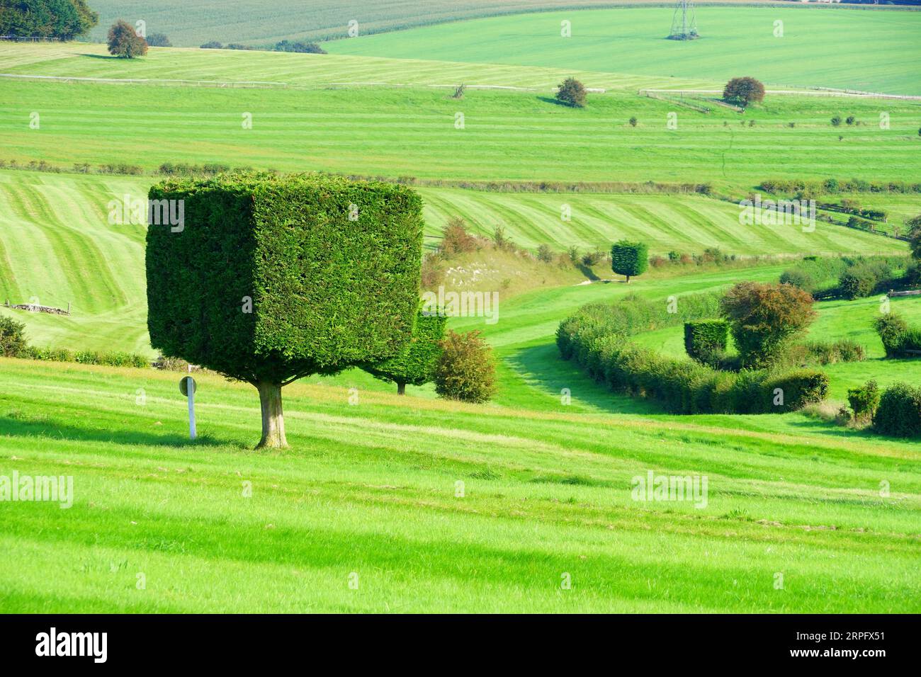 Box shaped trees on gallops at Cannon Heath Down Stock Photo - Alamy