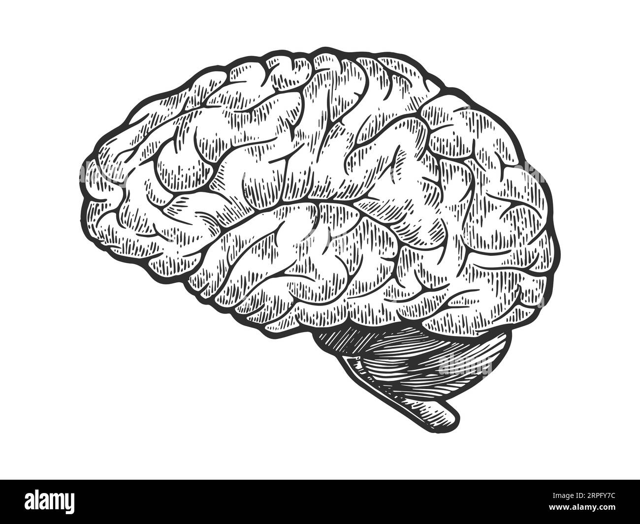 Brain diagram frontal lobe Stock Vector Images - Alamy