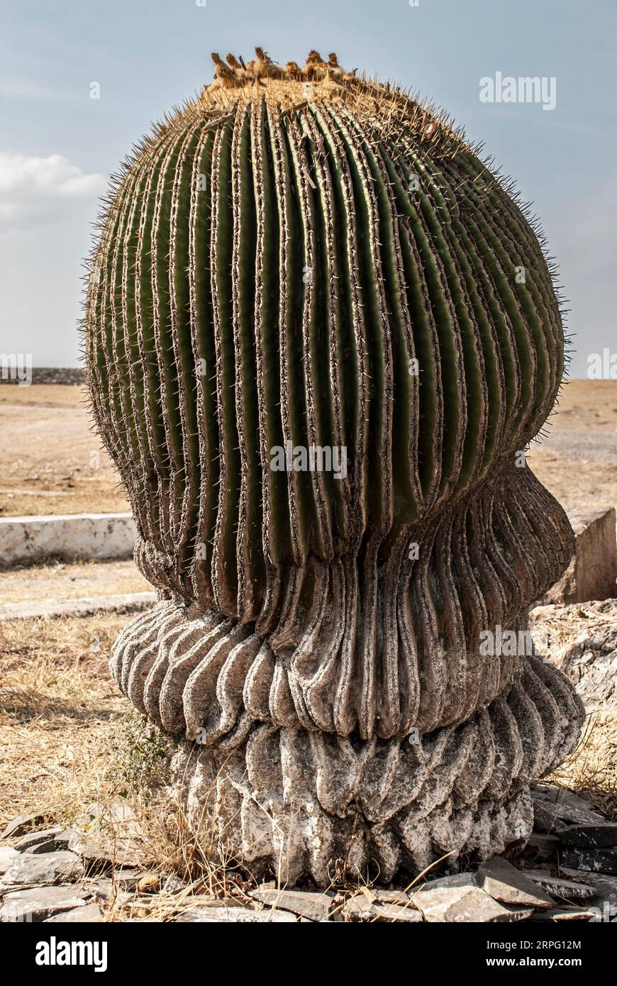 Biznaga cactus hi-res stock photography and images - Alamy