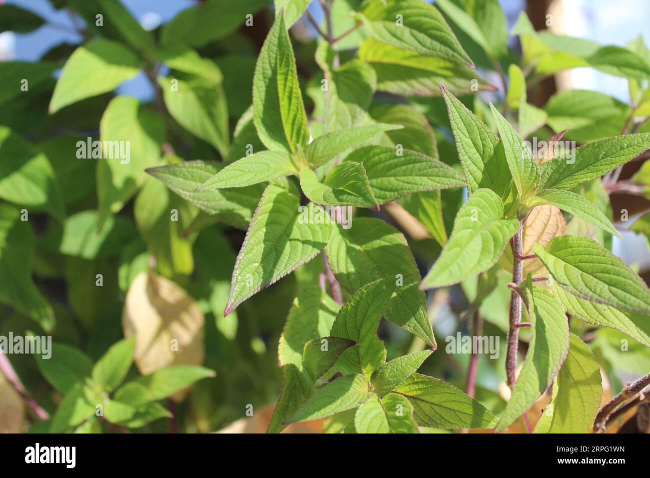 fruit sage in the garden Stock Photo - Alamy