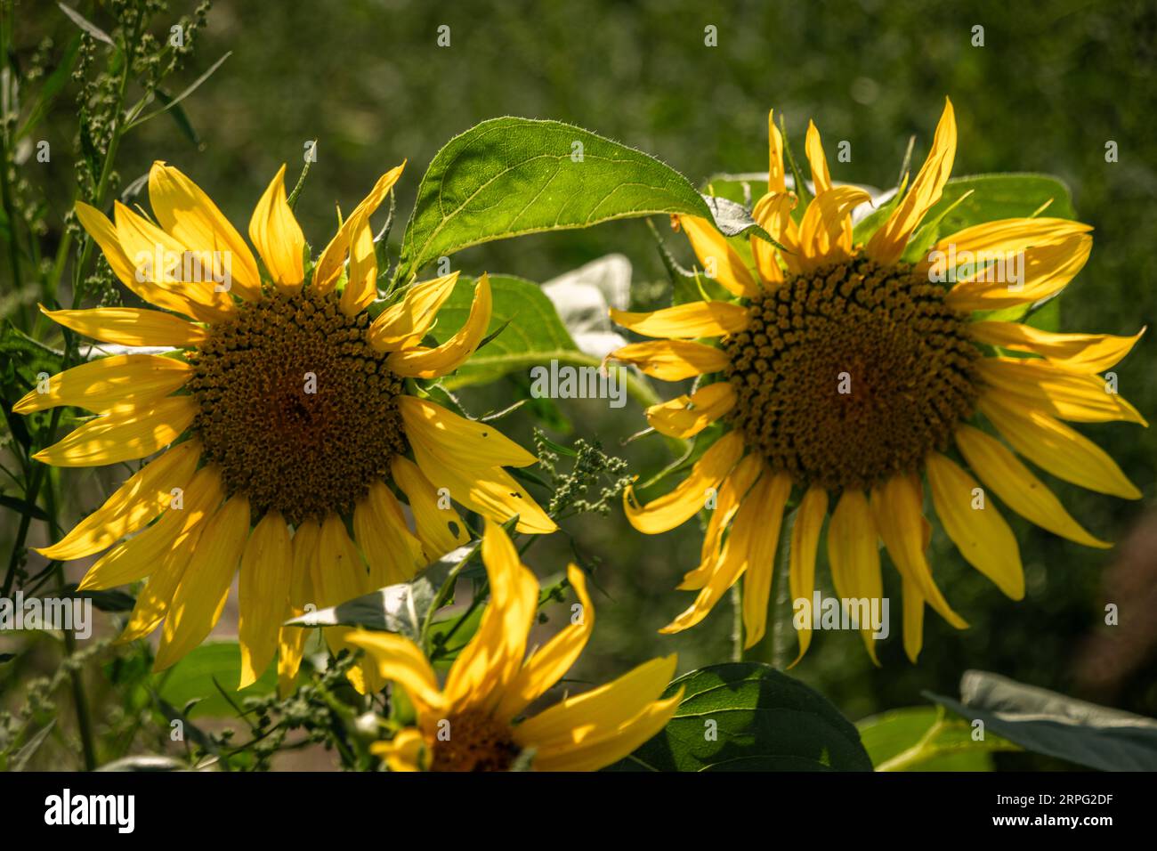 Old sunflower hi-res stock photography and images - Alamy