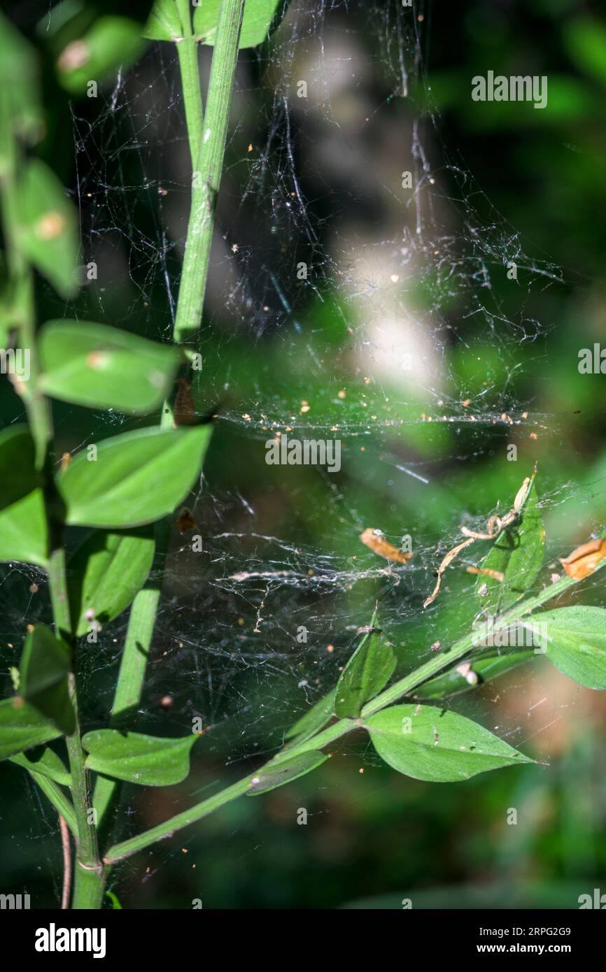 Cobweb on branch of discarded forest tree with few insects in vertical ...