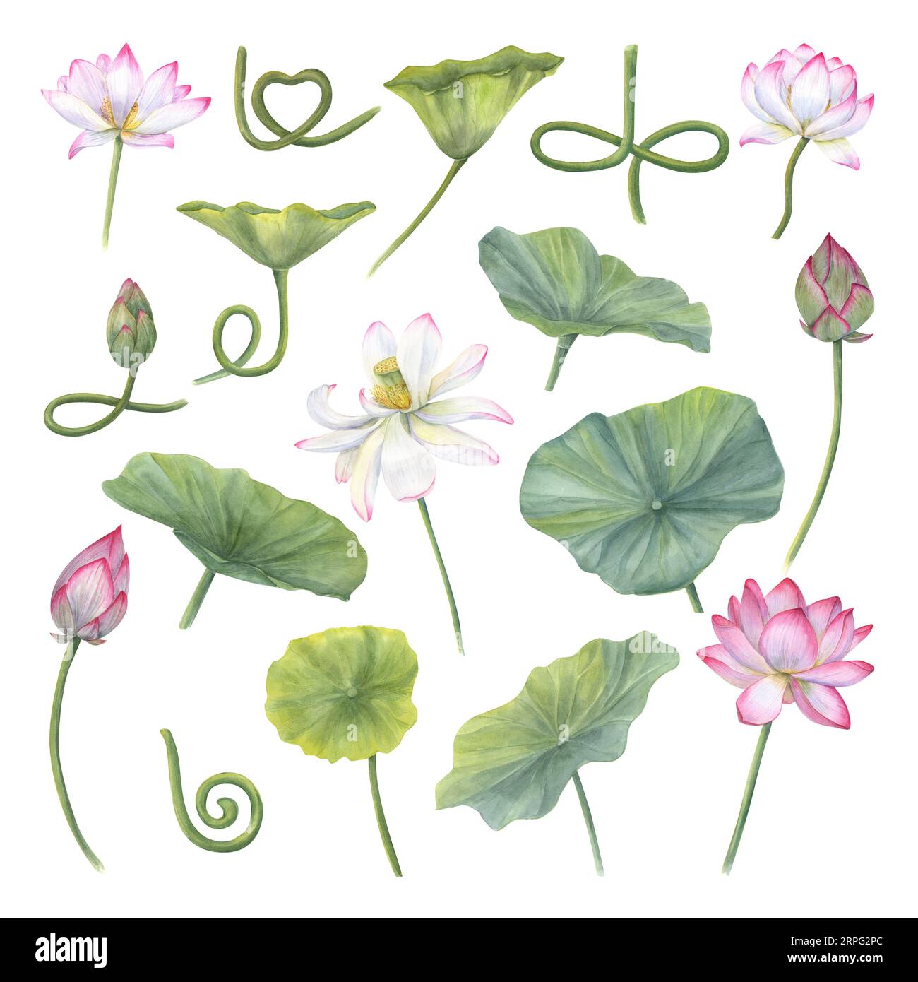 Set of delicate Water Lily, leaves, buds, curving stems. Pink flower ...