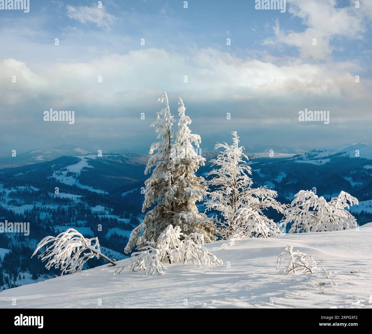 Evening winter calm mountain landscape with beautiful frosting trees ...