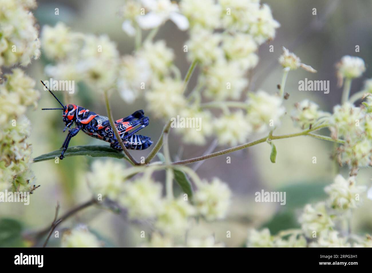 Chapulín or grasshopper standing on a plant. Blue an red insect Stock ...