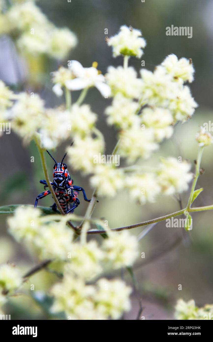 Chapulín or grasshopper standing on a plant. Blue an red insect Stock ...