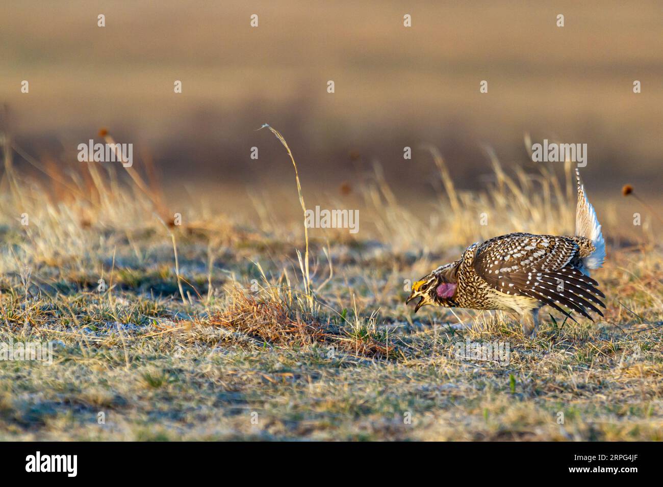 Male Sharp tailed Grouse on a Lek Stock Photo - Alamy
