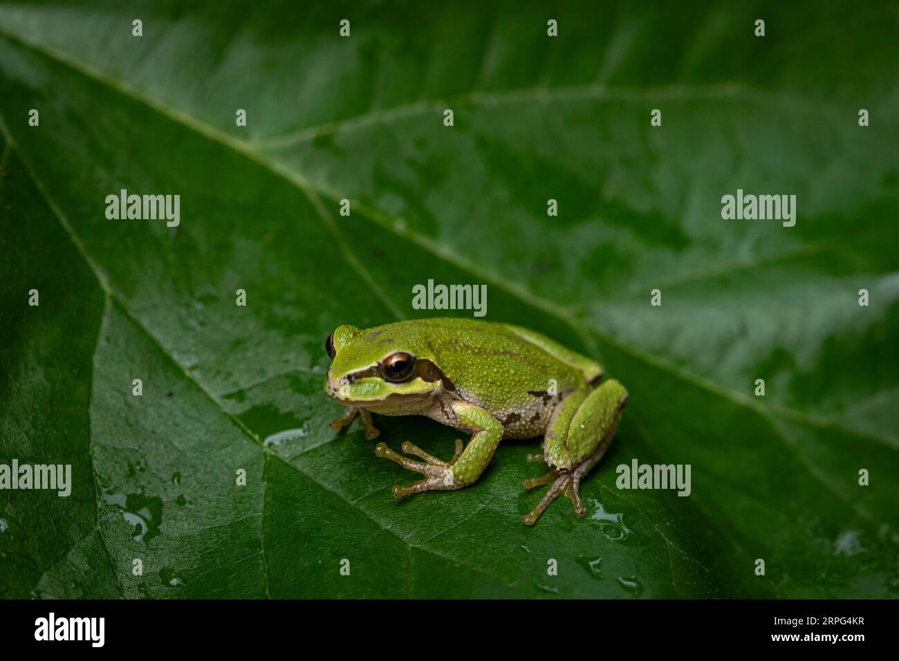 Pacific tree frog on leaf hi-res stock photography and images - Alamy