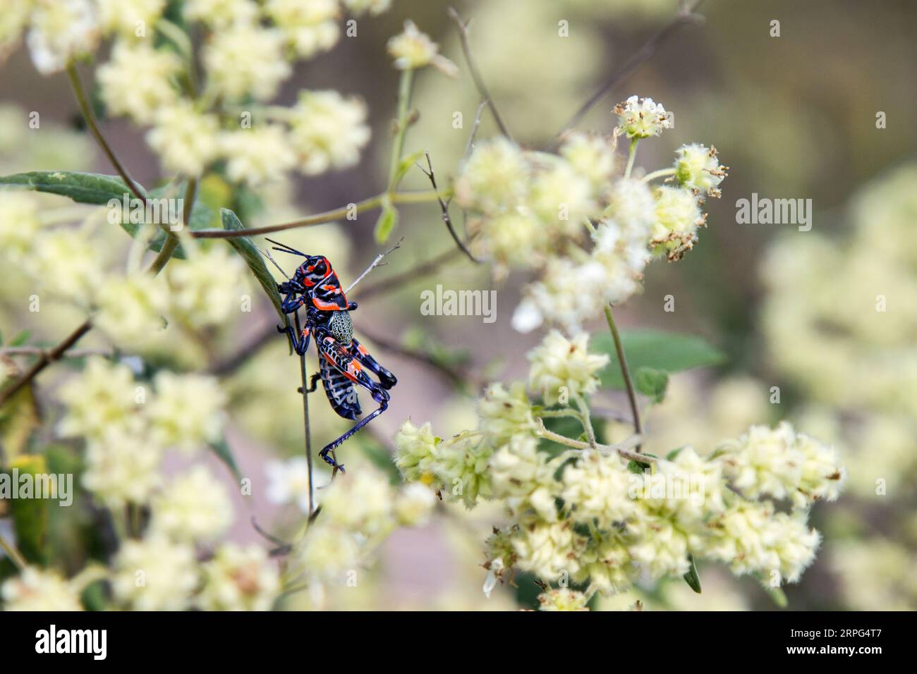 Chapulín or grasshopper standing on a plant. Blue an red insect Stock ...