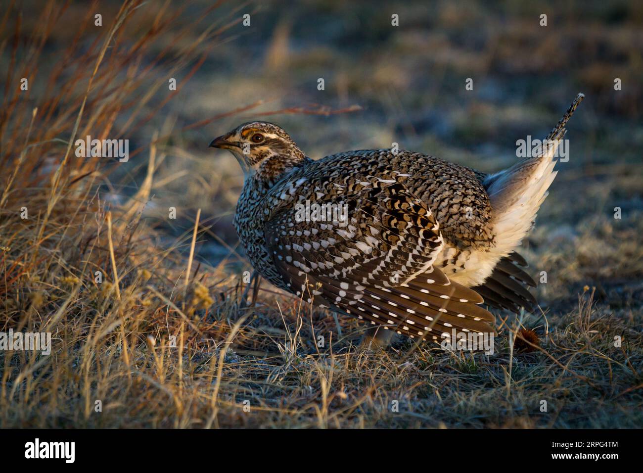 Male Sharp tailed Grouse on a Lek Stock Photo - Alamy