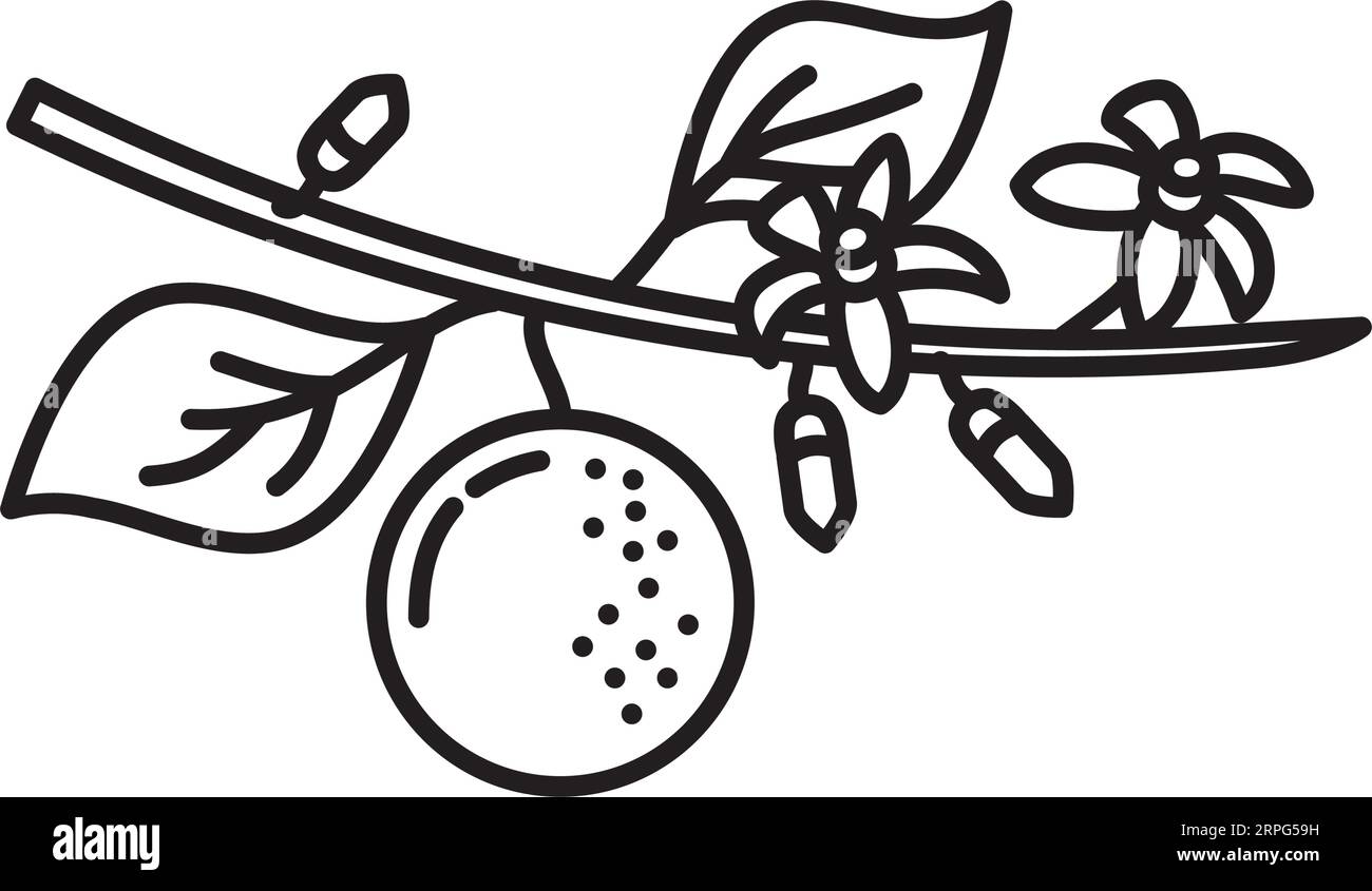 orange tree twig with fruit and flowers vector line icon for Orange ...
