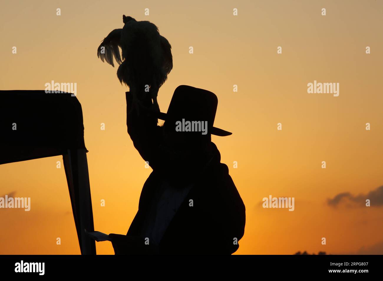 Shemesh kaparot hi-res stock photography and images - Alamy