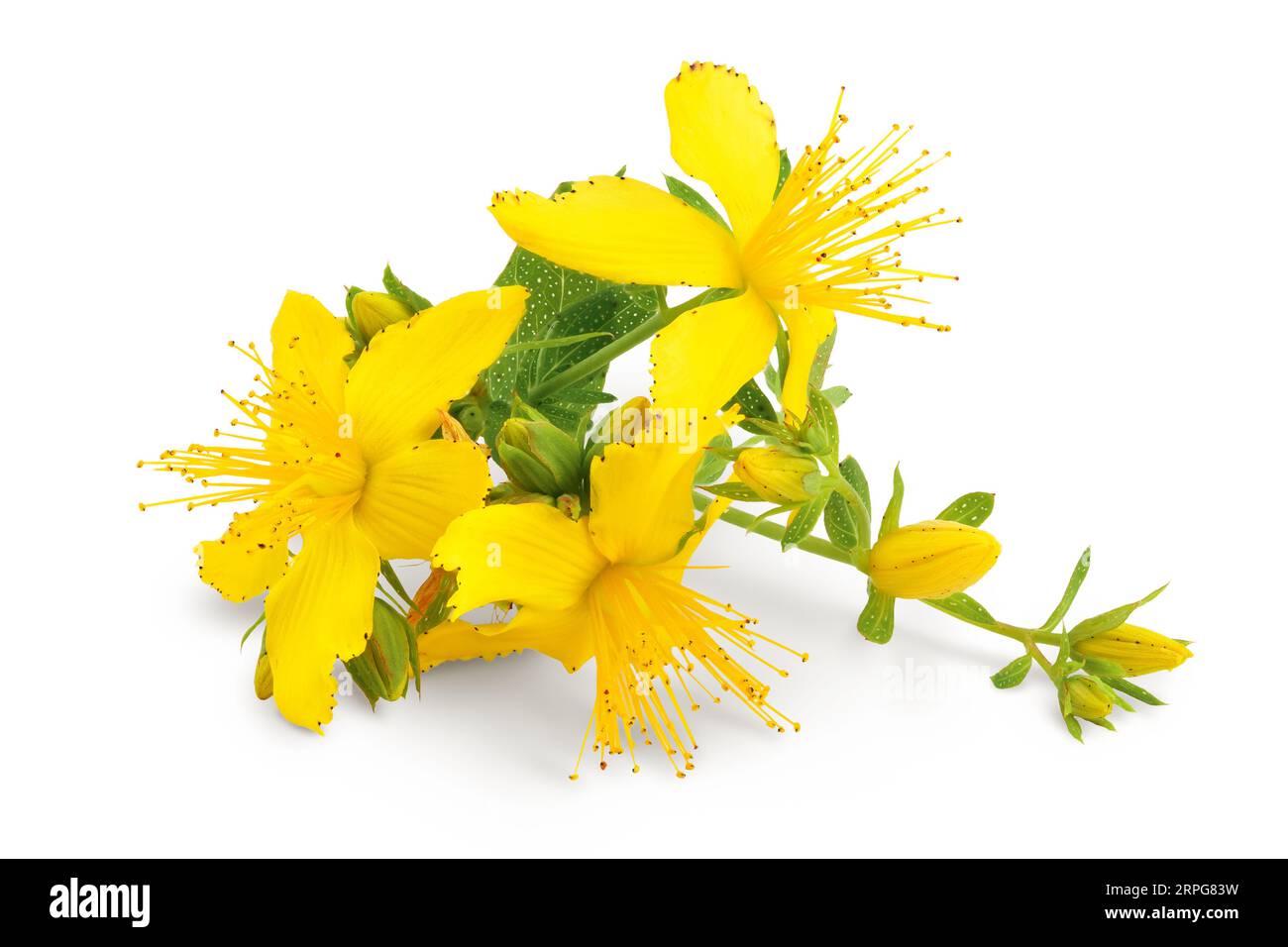 Hypericum perforatum saint johns hi-res stock photography and images ...