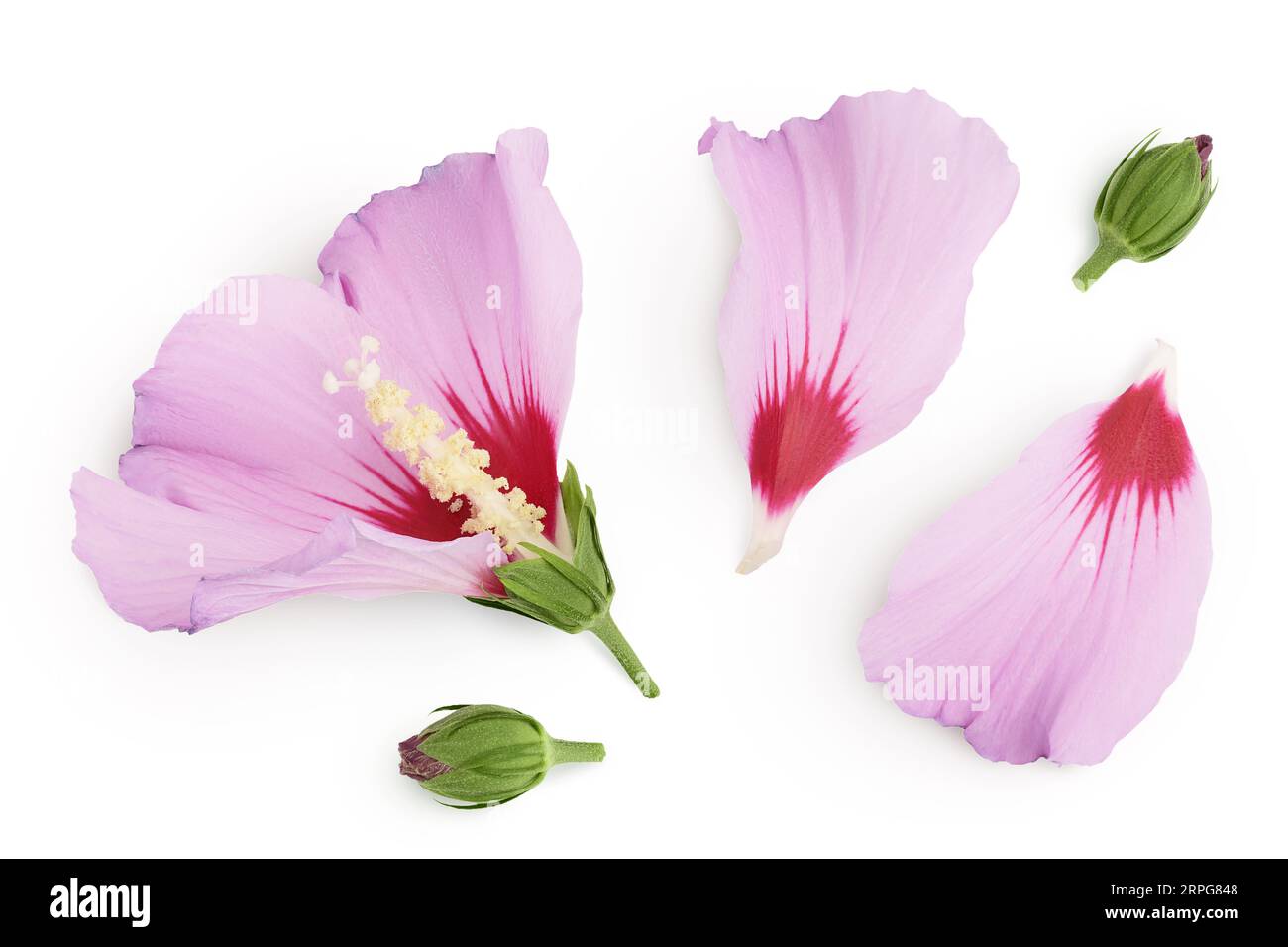 Pink hibiscus flower isolated on white background. Top view. Flat lay ...