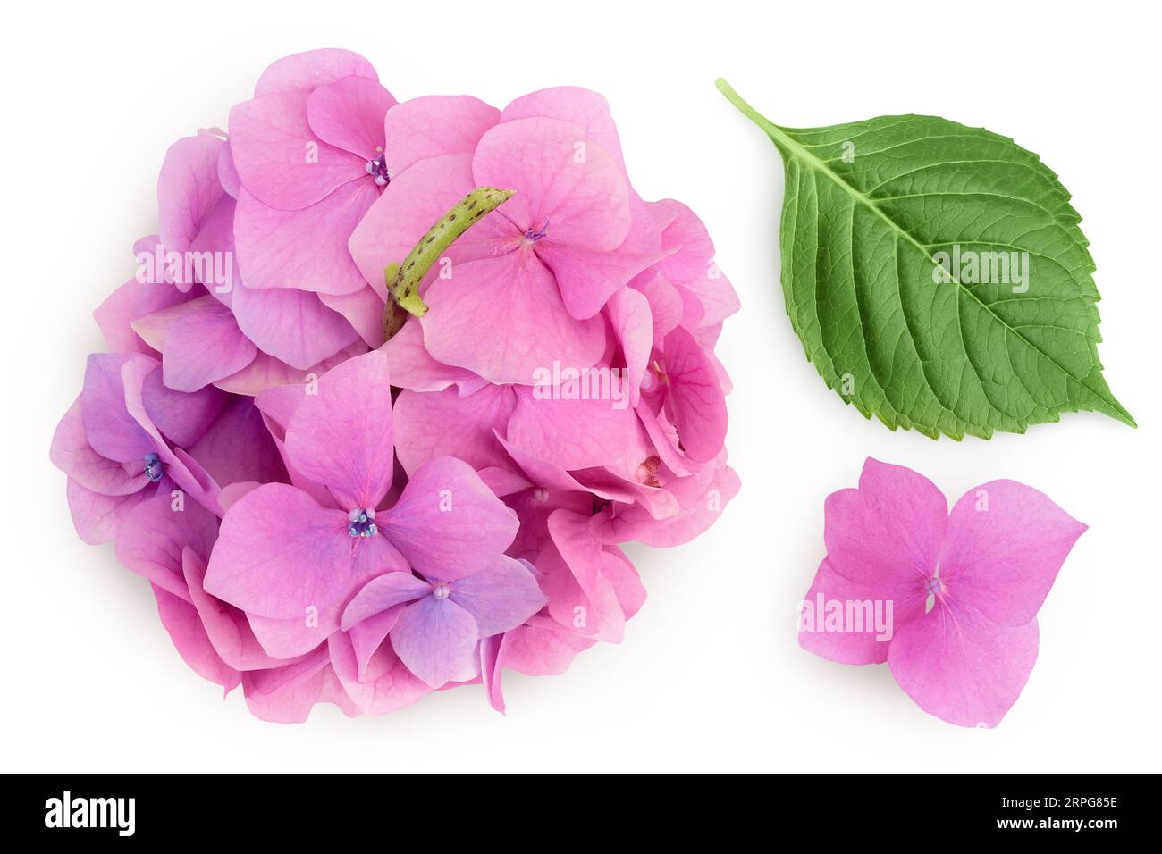 Pink Hydrangea flower isolated on white background. Top view. Flat lay ...