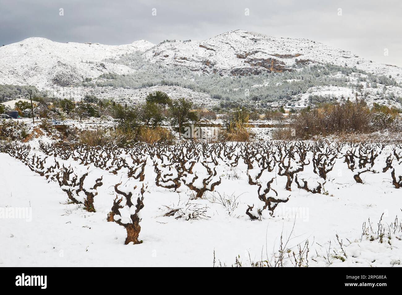 Snowed vineyard hi-res stock photography and images - Alamy