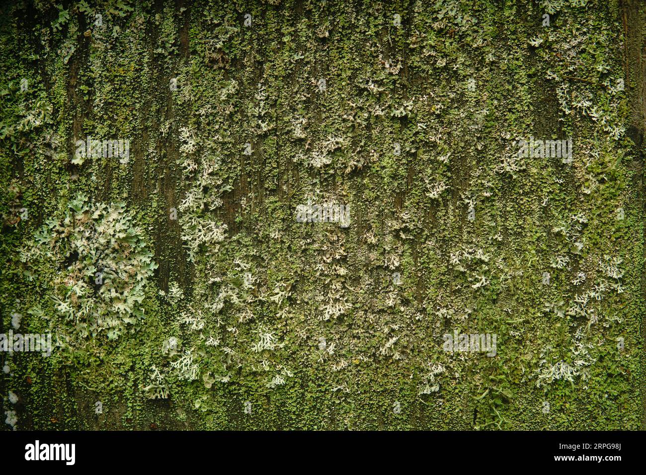 background, texture - surface covered with lichens and moss Stock Photo - Alamy