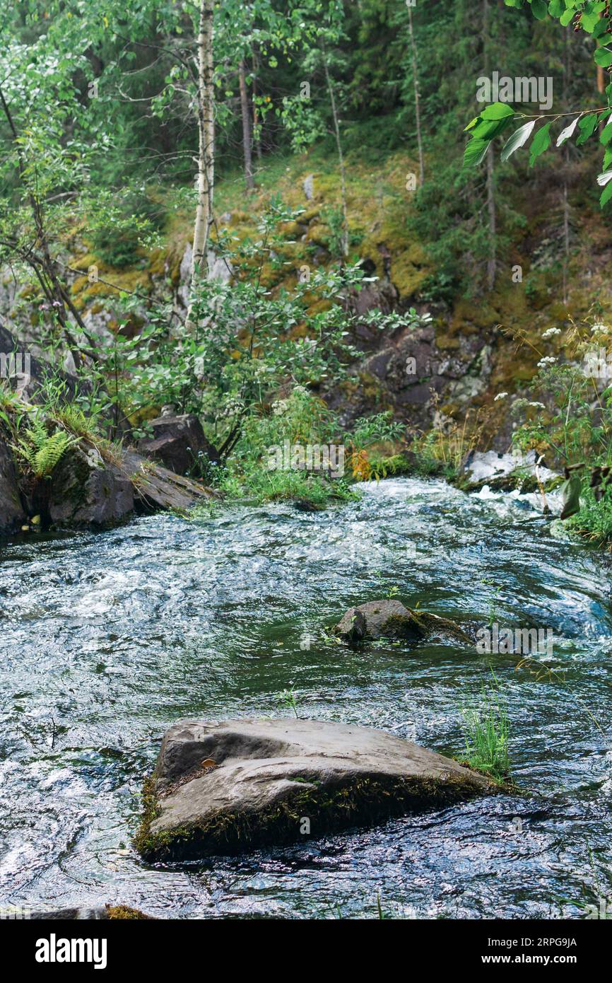 Stream in forest clear clean hi-res stock photography and images - Alamy