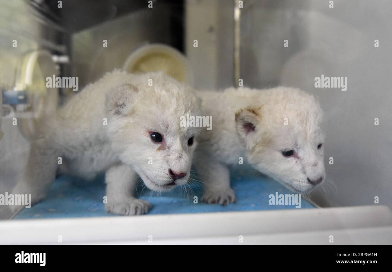 Rare White Lion Cubs Born