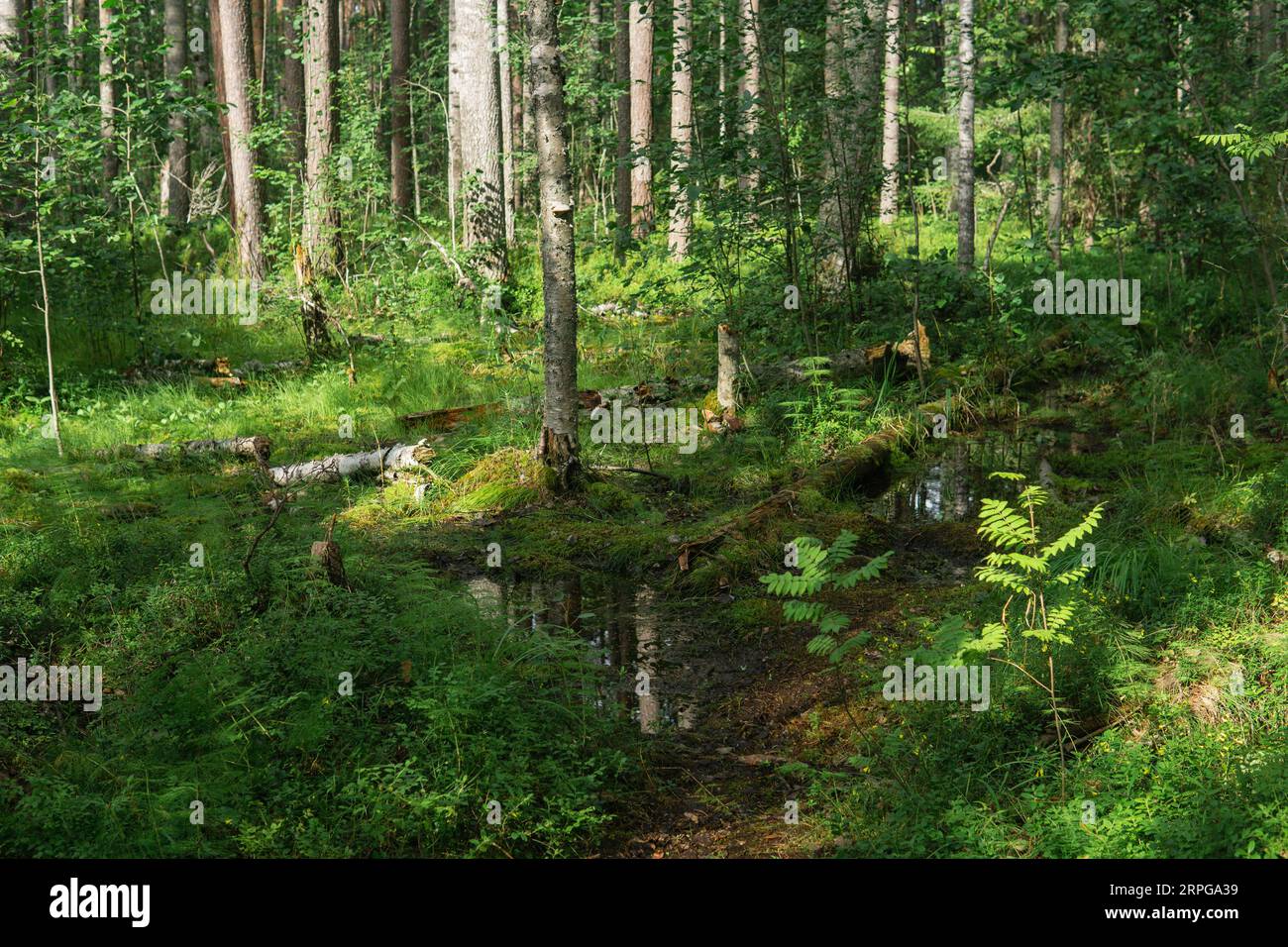 natural landscape with freshwater swamp forest Stock Photo - Alamy