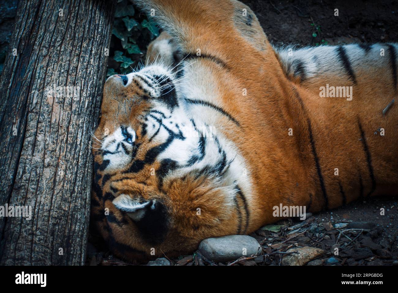 Tiger happy hi-res stock photography and images - Alamy