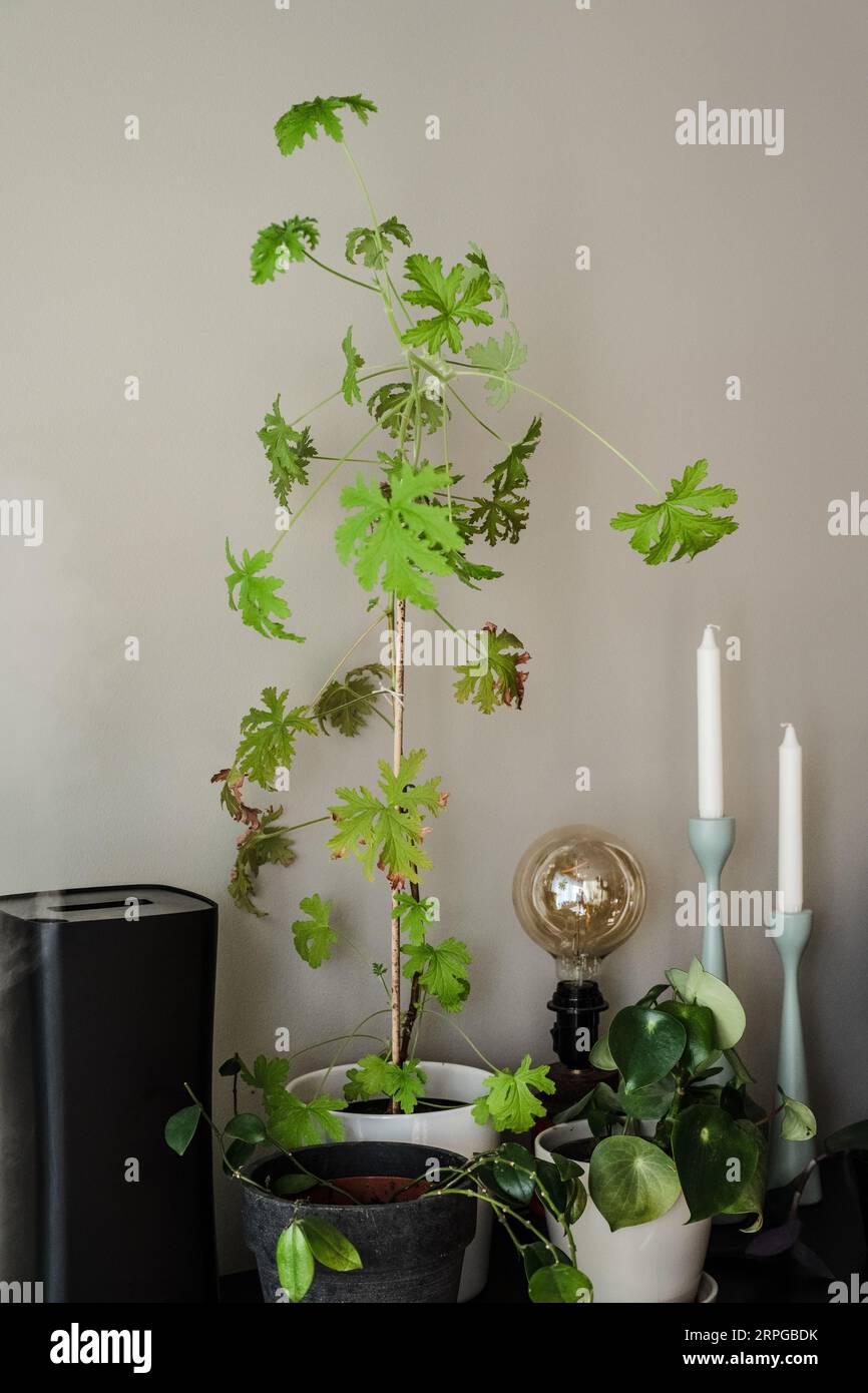 Tall plants in a room hi-res stock photography and images - Alamy