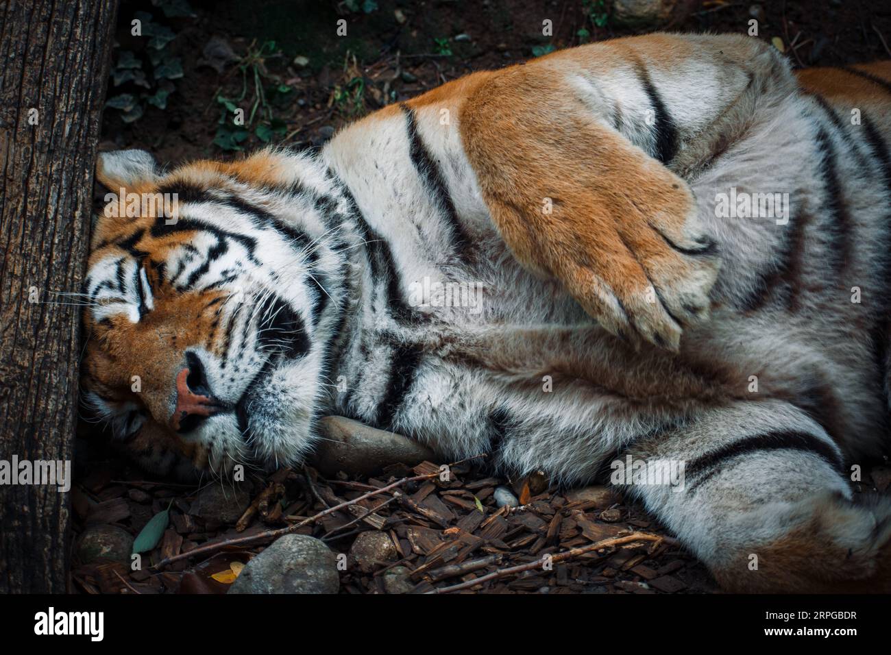 Tiger happy hi-res stock photography and images - Alamy