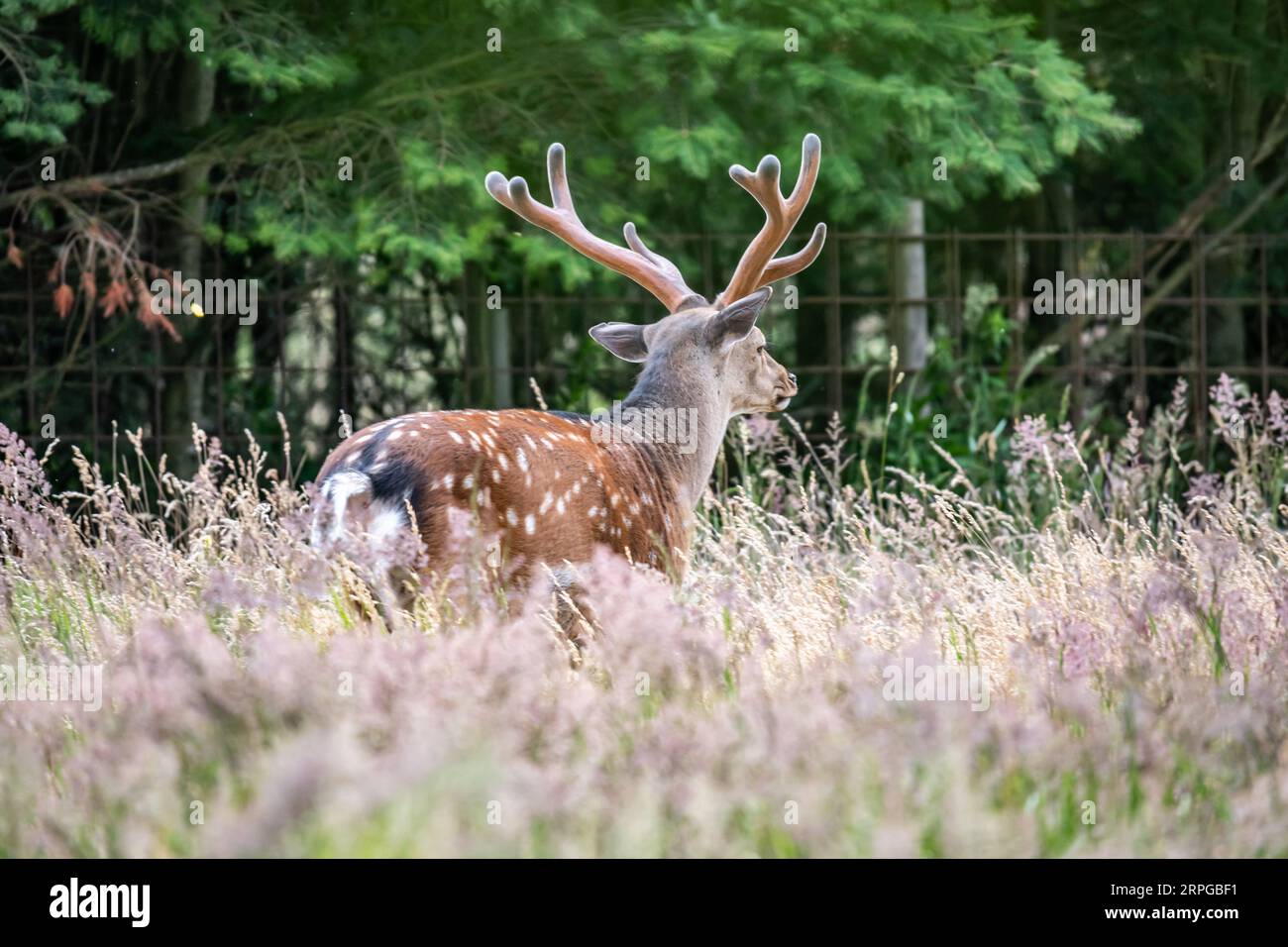 Wildlife Deer Fawn in german Reh, Kitz or Rehkitz Capreolus capreolus ...