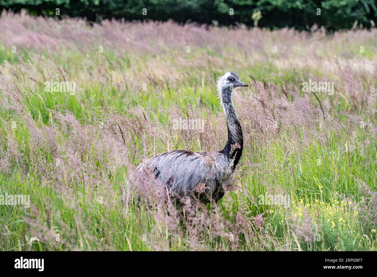 Emu closeup hi-res stock photography and images - Alamy