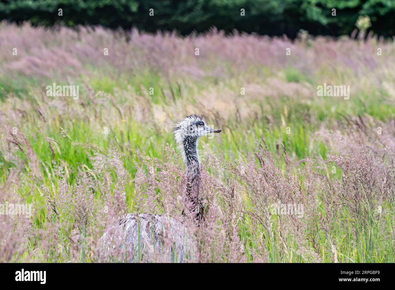Austrailian Wildlife Emu Dromaius novaehollandiae, close up portrait ...