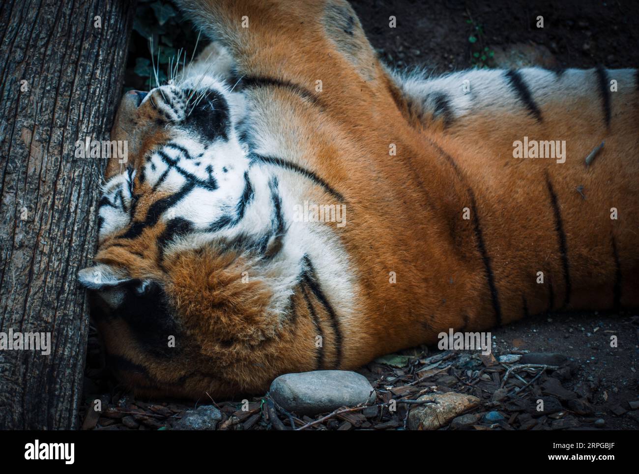 Tiger happy hi-res stock photography and images - Alamy