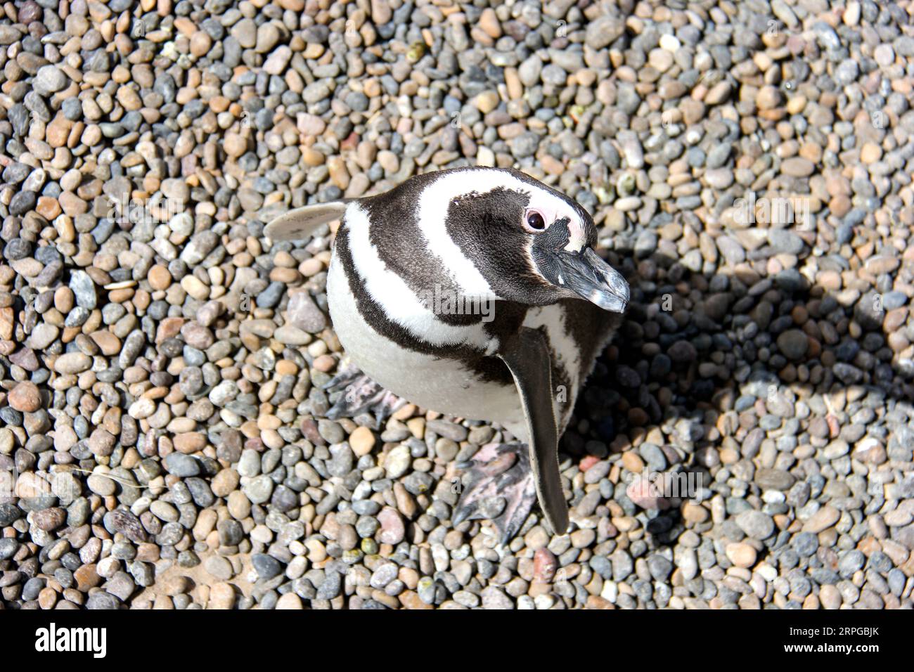funny penguin looking at the camera Stock Photo - Alamy