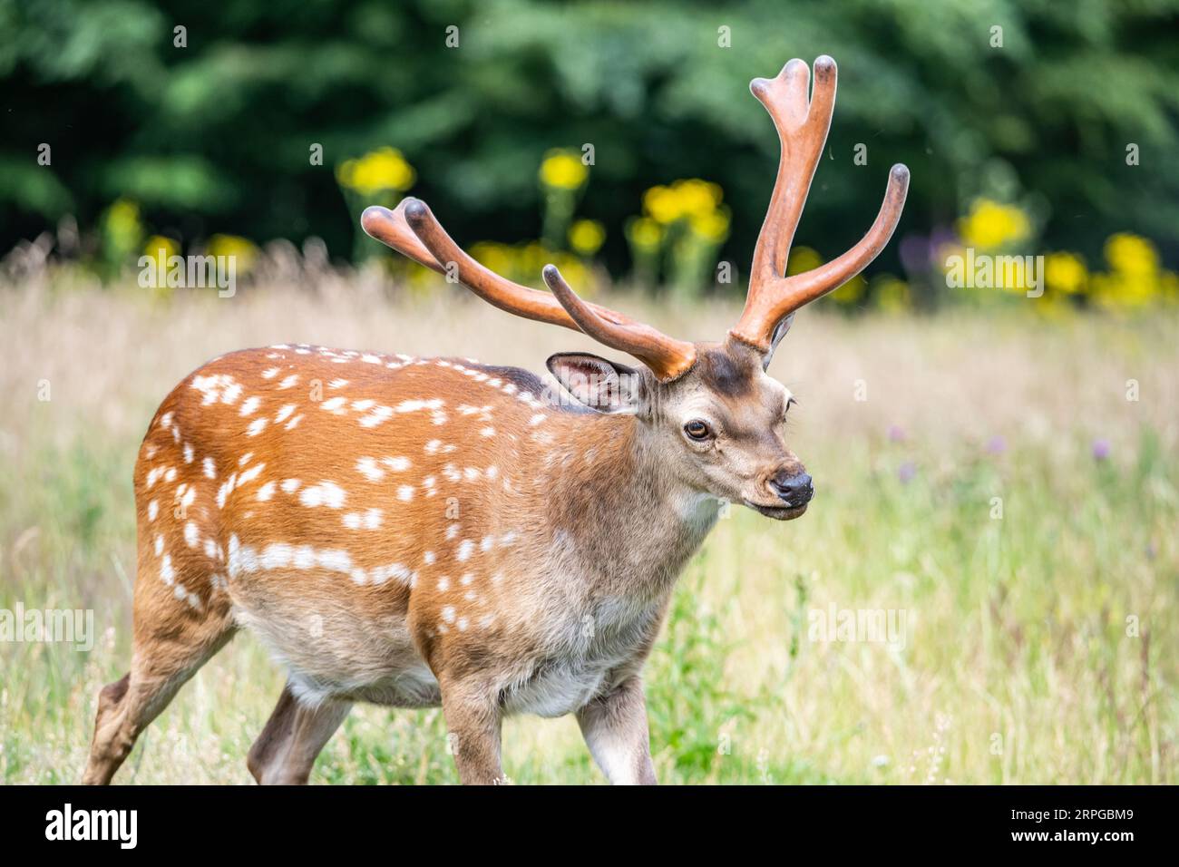 Wildlife Deer Fawn in german Reh, Kitz or Rehkitz Capreolus capreolus ...